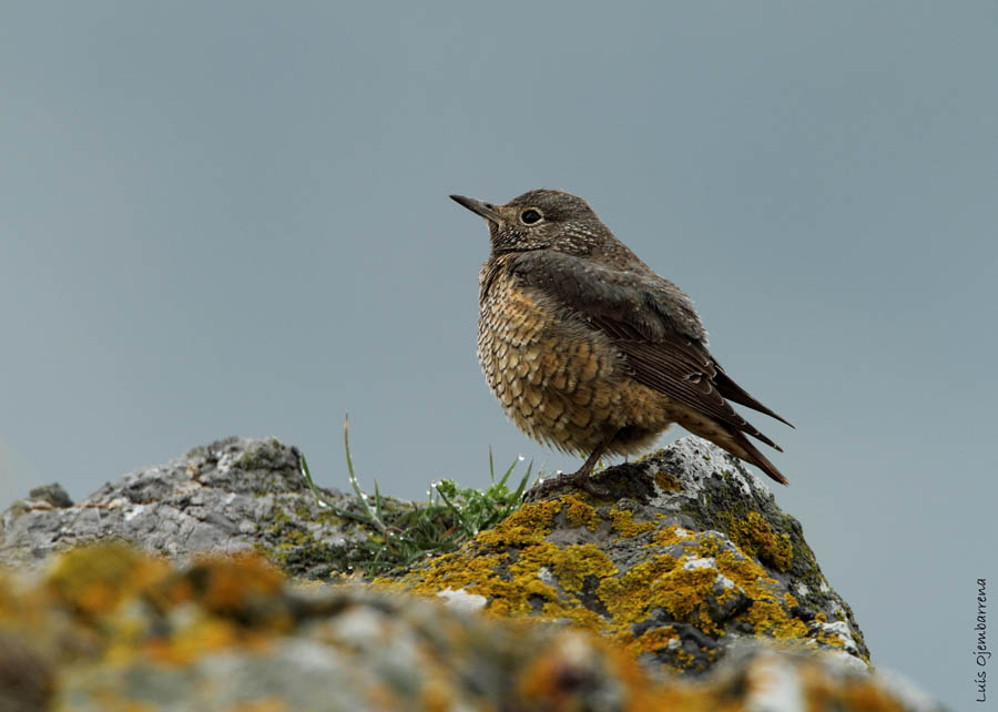 Roqueros ibéricos – SEO-MONTICOLA