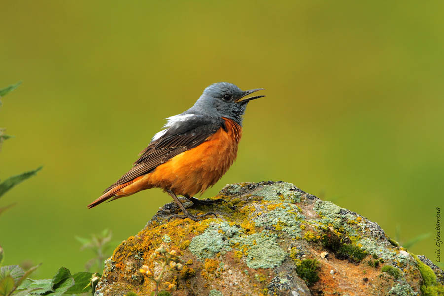 Roqueros ibéricos – SEO-MONTICOLA