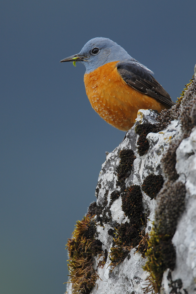 Roqueros ibéricos – SEO-MONTICOLA